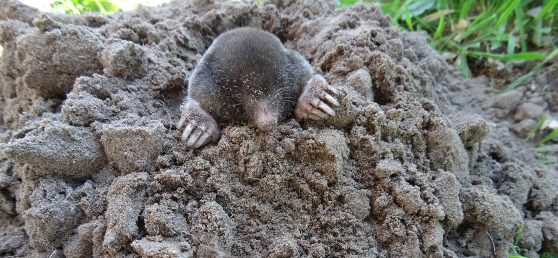 Mol | Natuurmonumenten