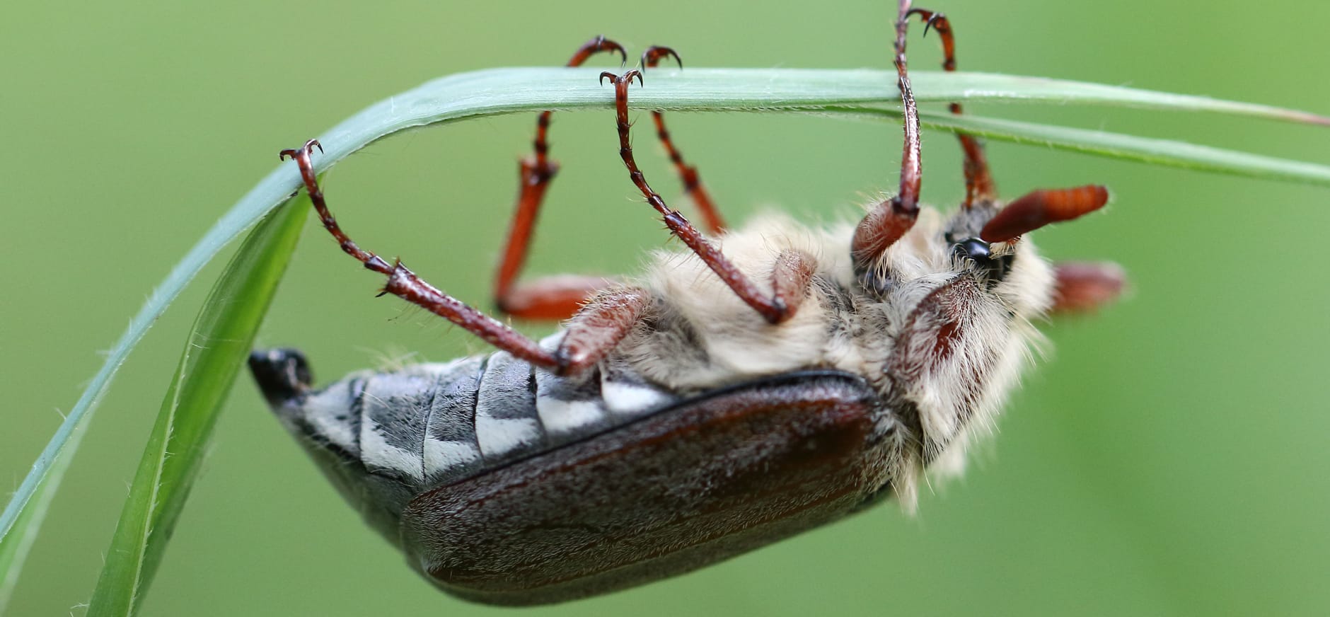 Ook in Nederland dramatische afname van insecten | Natuurmonumenten