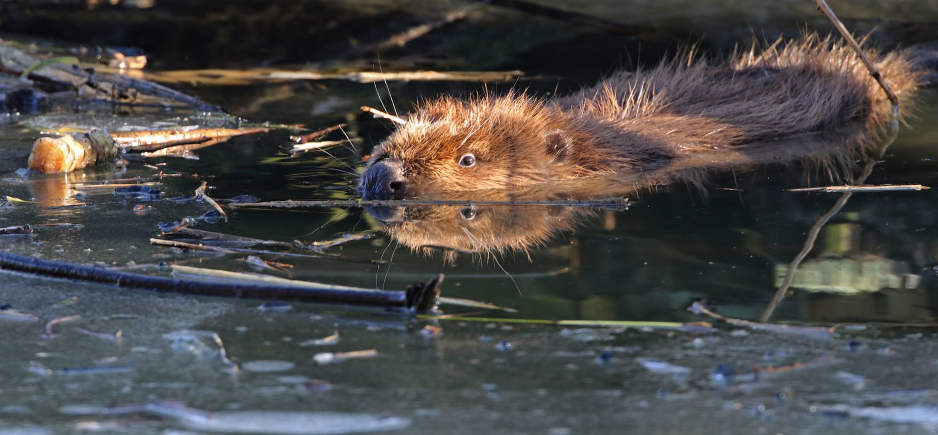 Beverburcht ontdekt in de Beerze op de Kampina | Natuurmonumenten