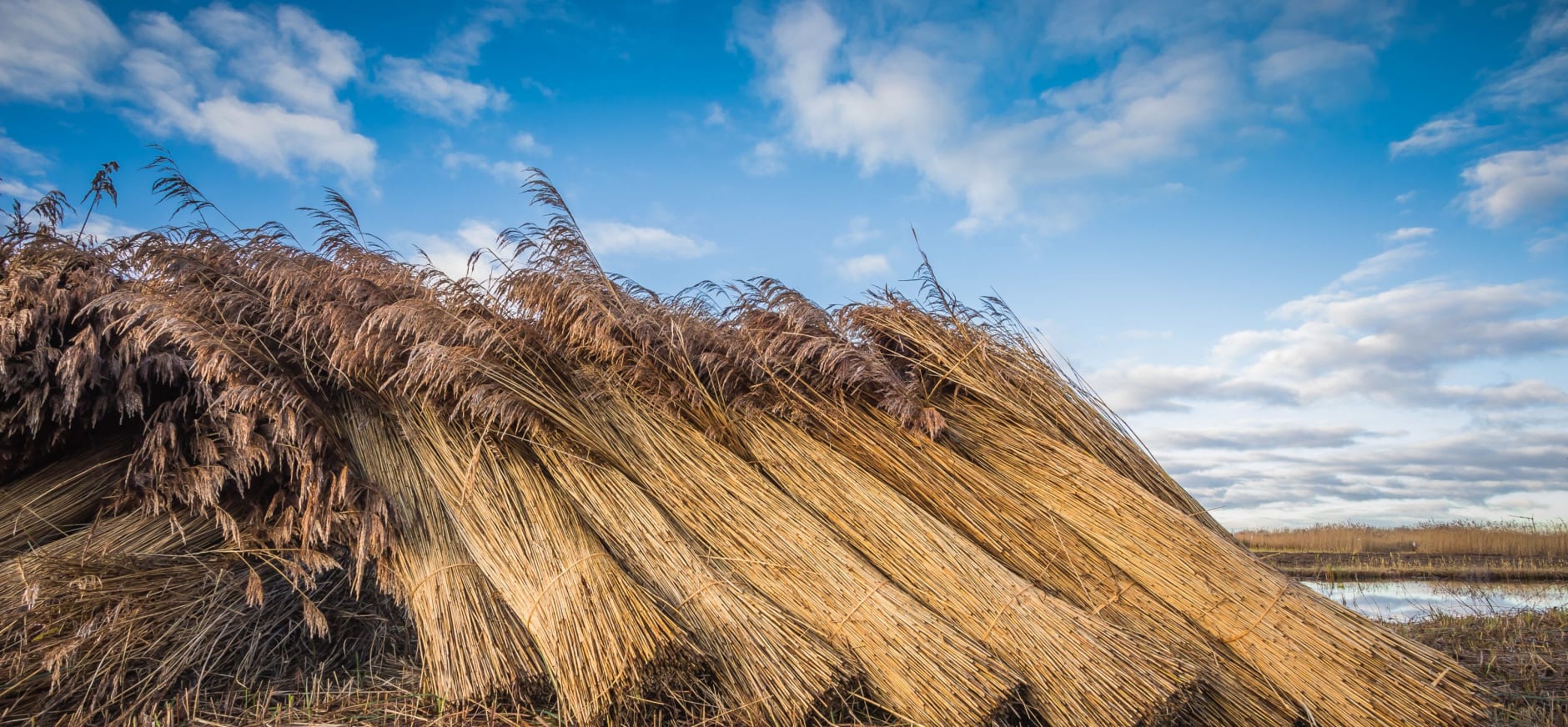 Gesneden riet levert prachtige beelden in de Nieuwkoopse Plassen op ...