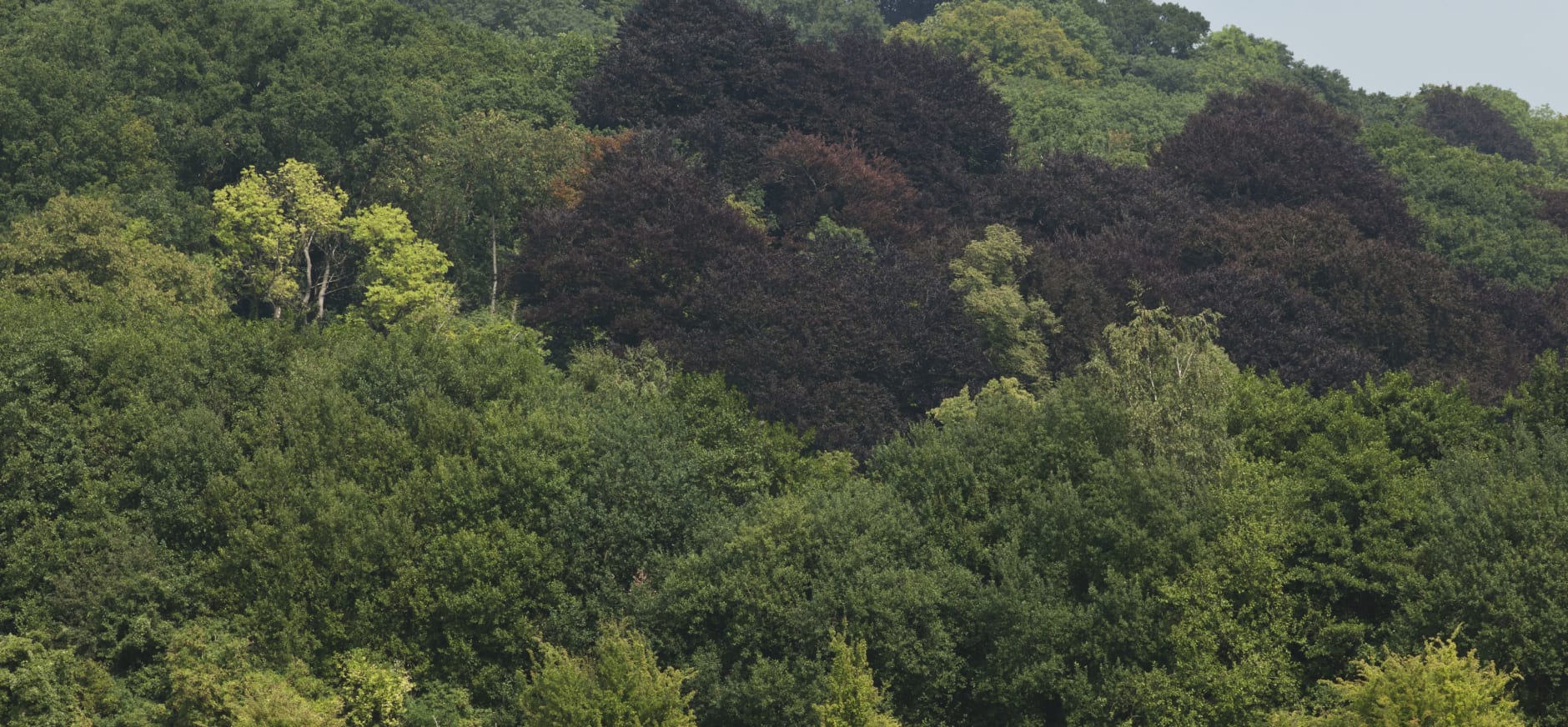 Open bosranden voor het Biebos | Natuurmonumenten