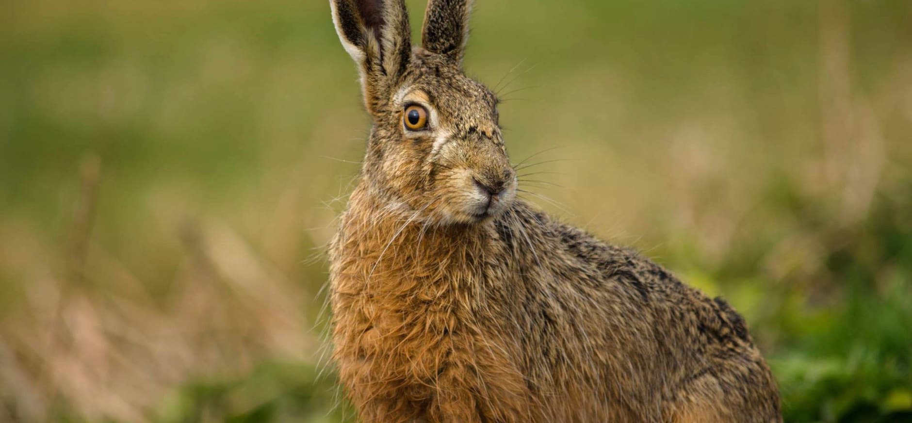 Haas | Natuurmonumenten
