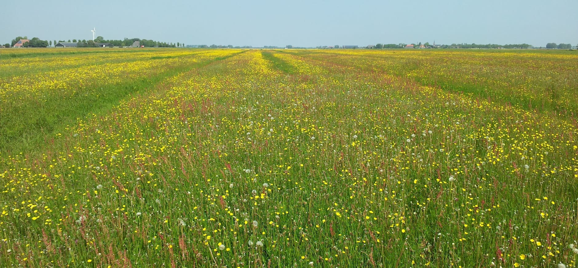 Weidevogelbeheer: voldoende insecten op het juiste moment ...