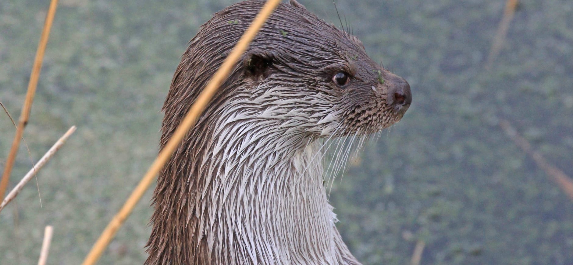 Otter | Natuurmonumenten