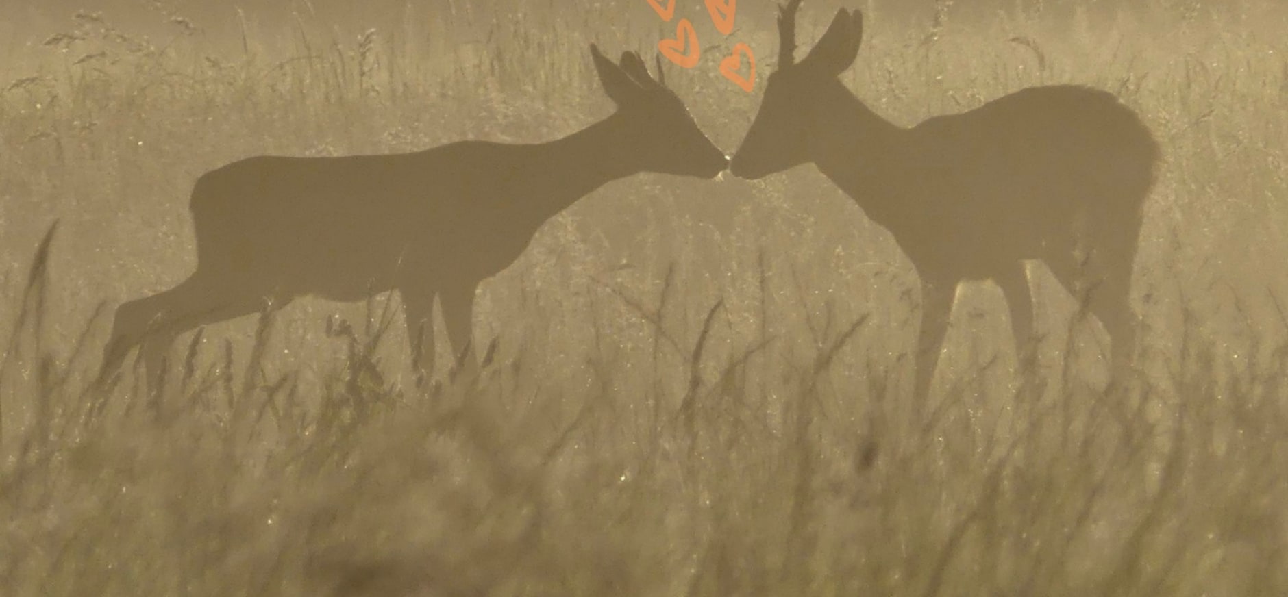 OERRR Ontdek de reeën van Boekesteyn | Natuurmonumenten