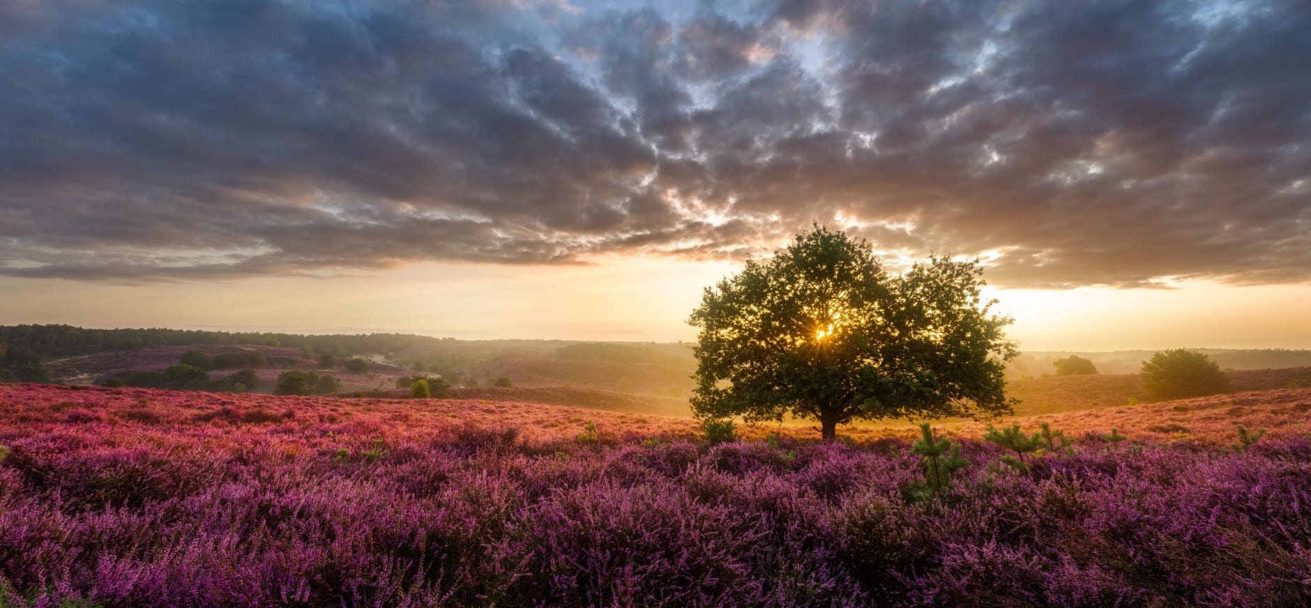 Fototips: Natuurfotografie in de zomer | Natuurmonumenten