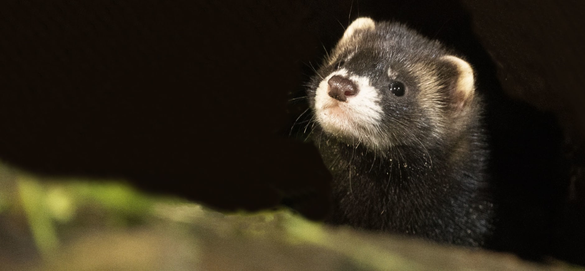 Bunzing | Natuurmonumenten