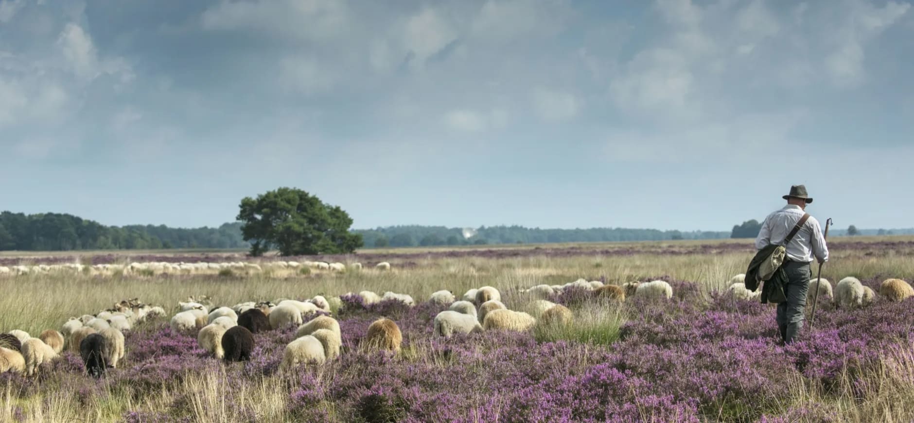 Gebiedsvisie Dwingelderveld | Natuurmonumenten