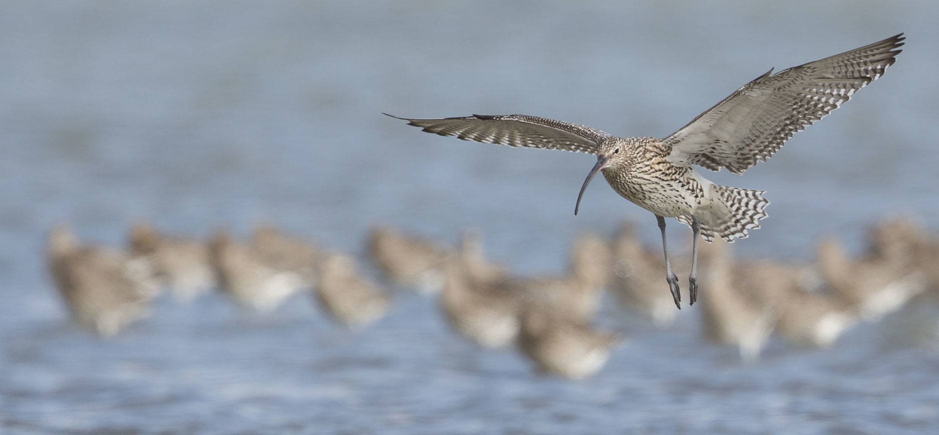 Portret: wulp, de trekvogel die baat heeft bij de suppletie van de ...