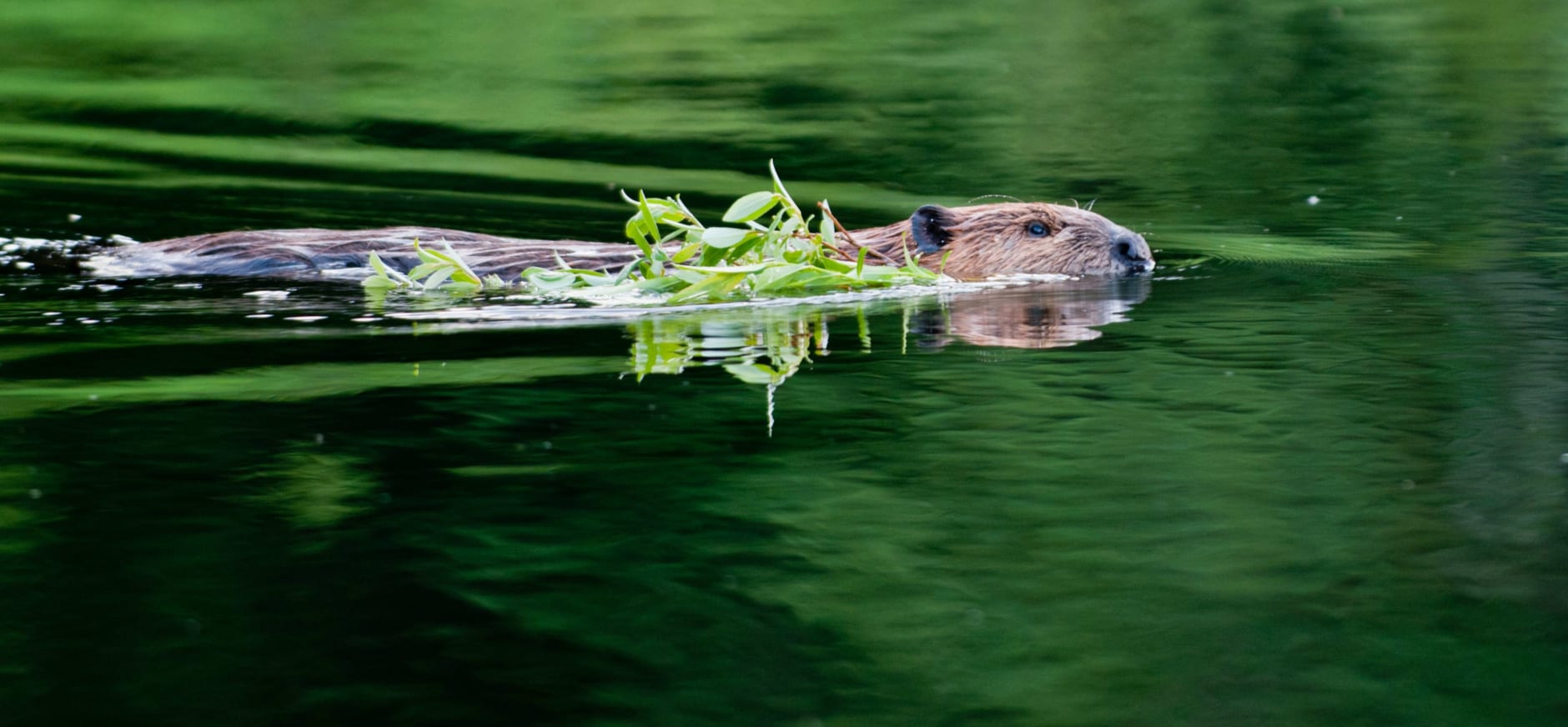 Bever | Natuurmonumenten