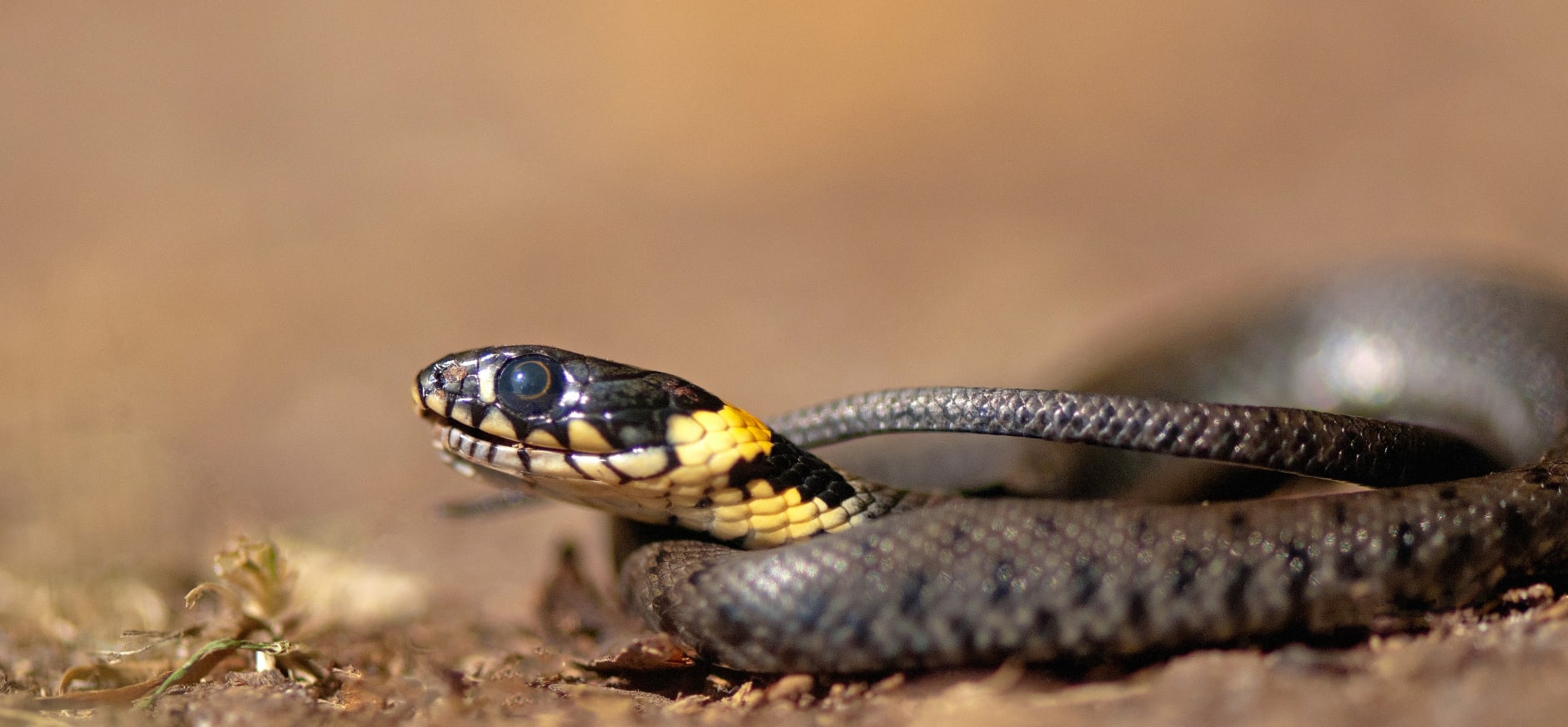 Ringslangen in het Naardermeer vrij van schimmelziekte | Natuurmonumenten