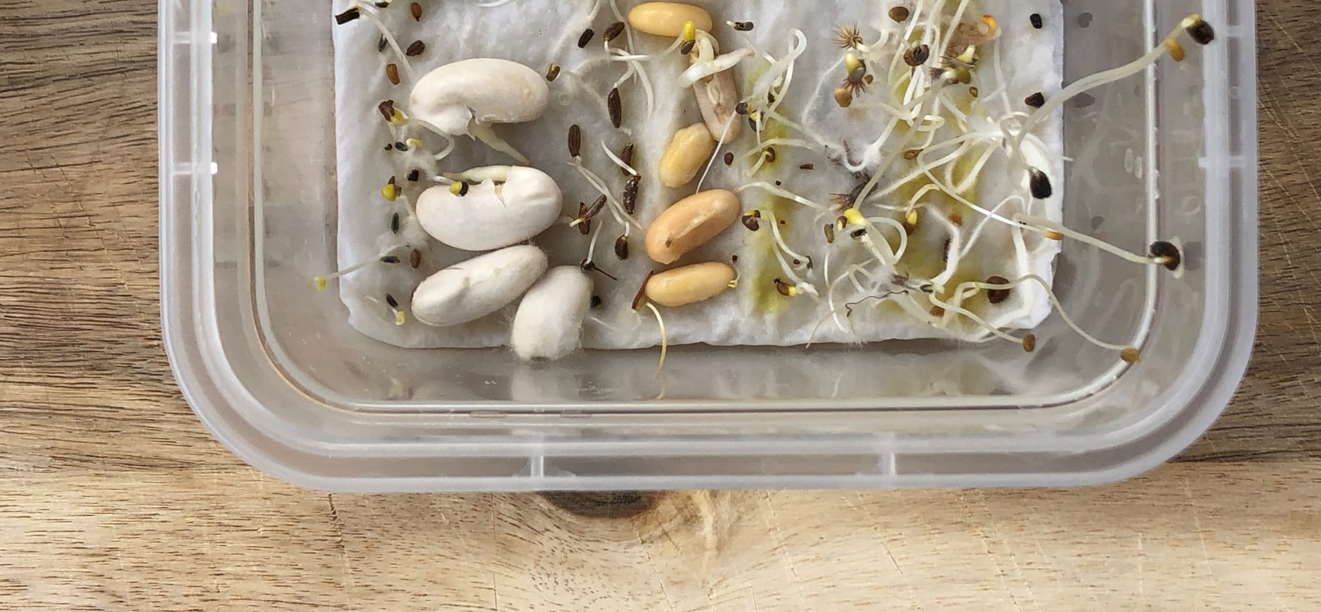 Check of je bloemzaadjes ontkiemen | Natuurmonumenten