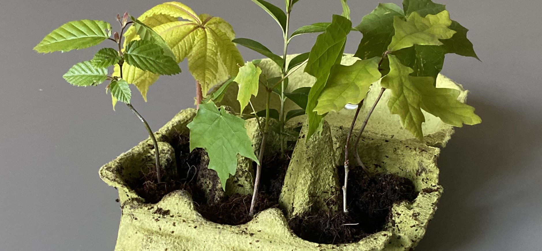 Maak een mini-bos met mini-boompjes | Natuurmonumenten