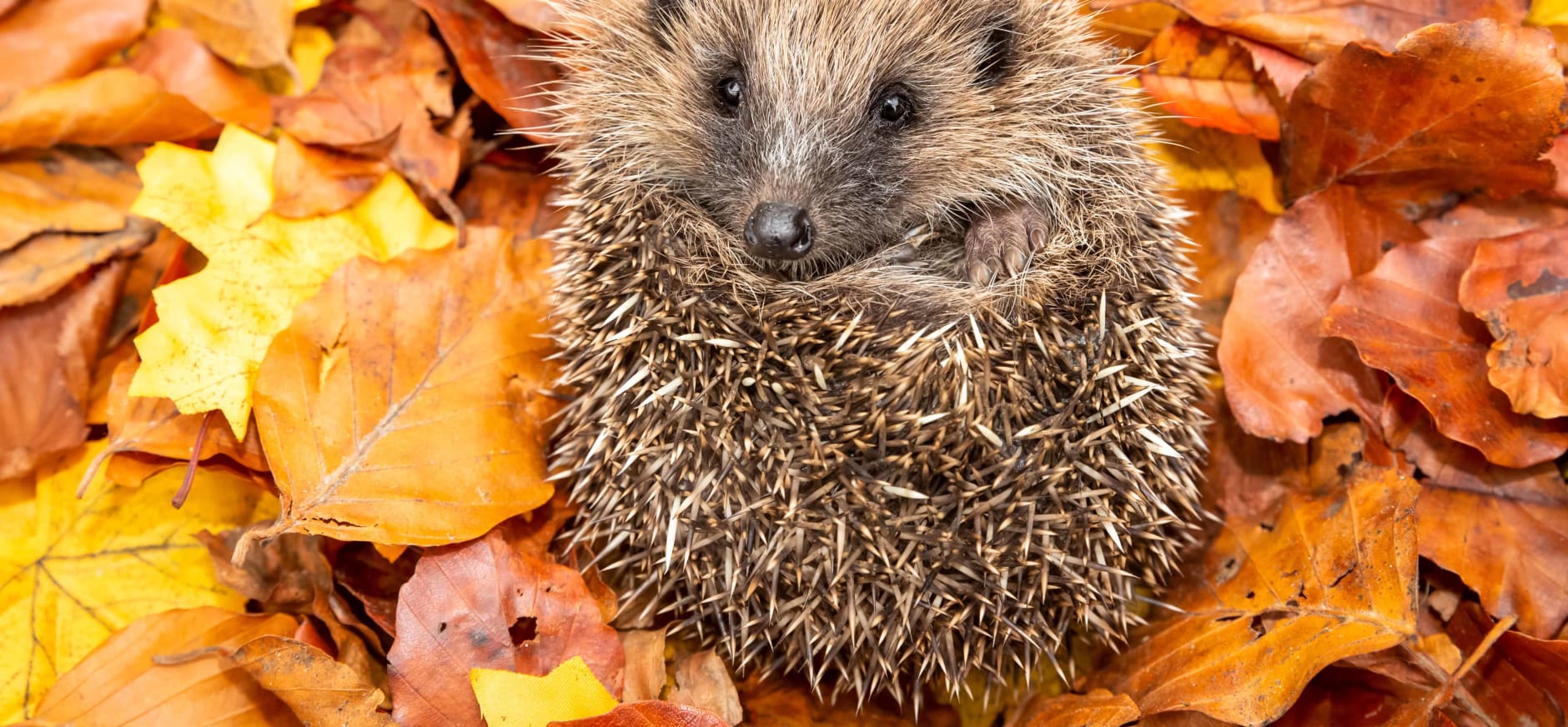 De egel: download je spreekbeurt | Natuurmonumenten
