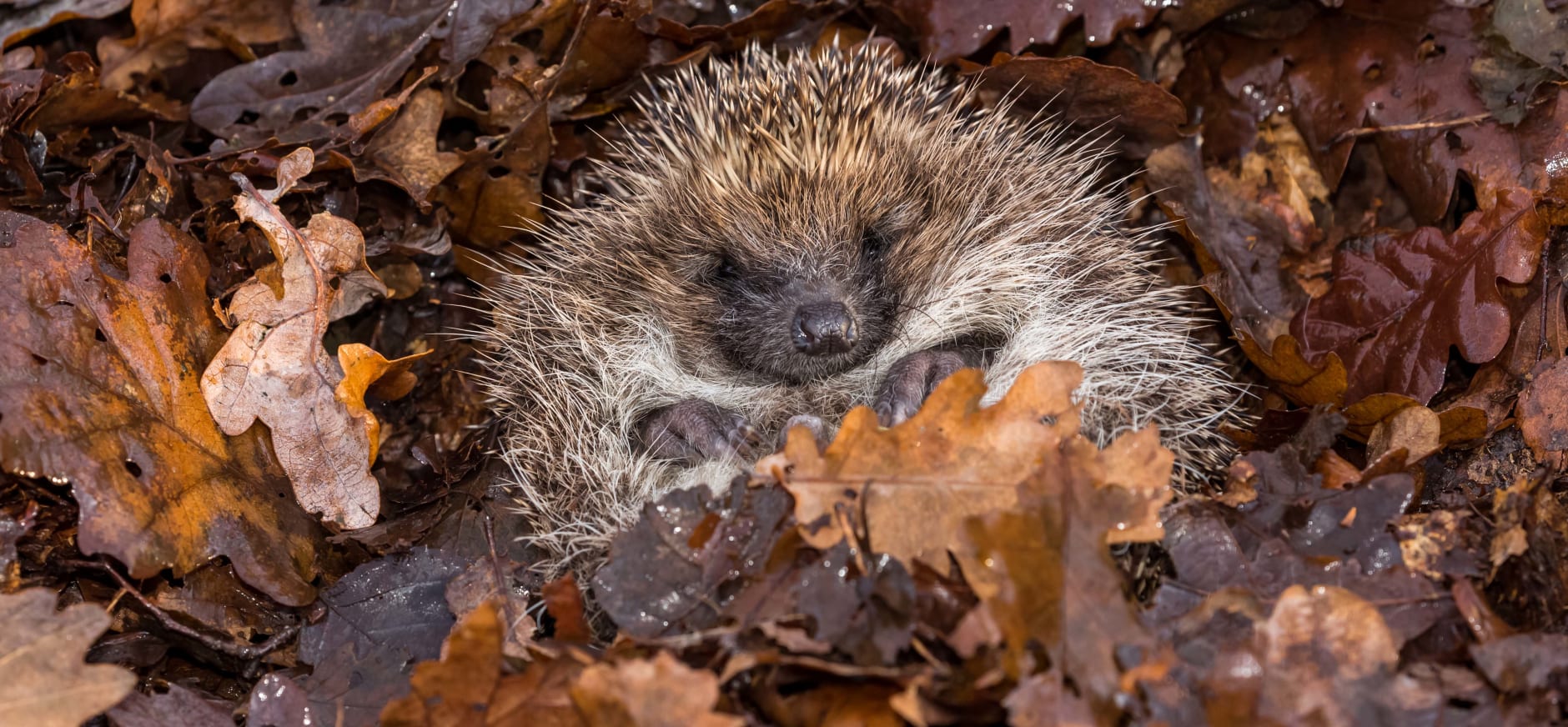 Egel helpen in de winter | Natuurmonumenten