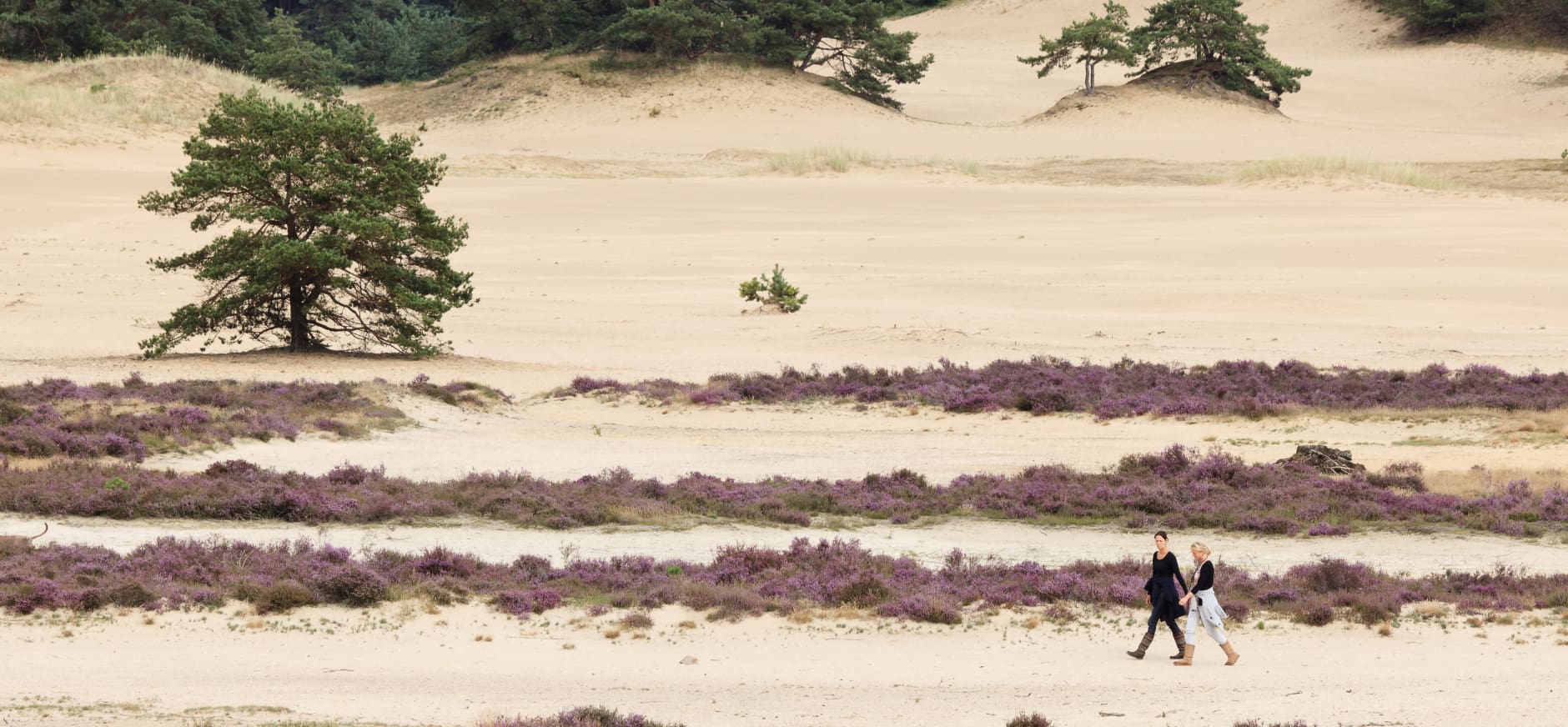 De Veluwe - Natuurgebied | Natuurmonumenten