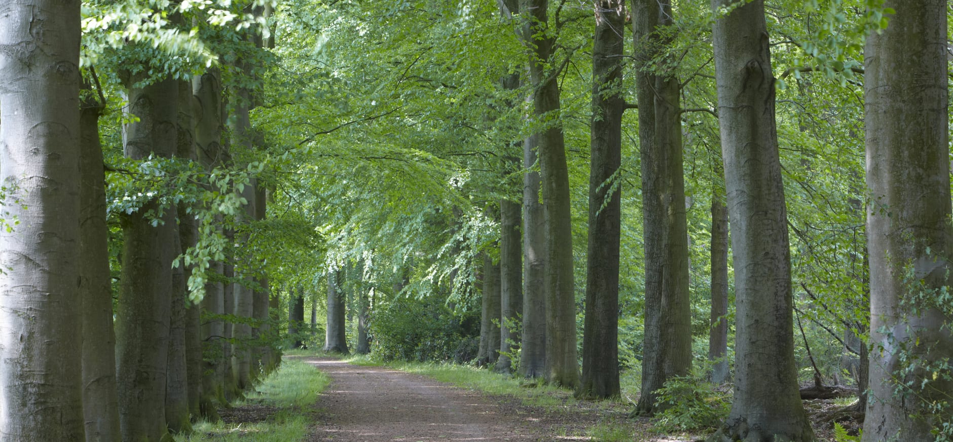Het Haagse bos in Twente | Natuurmonumenten