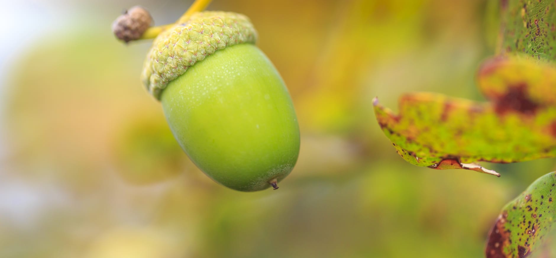Eikels planten voor een eikenboom | Natuurmonumenten