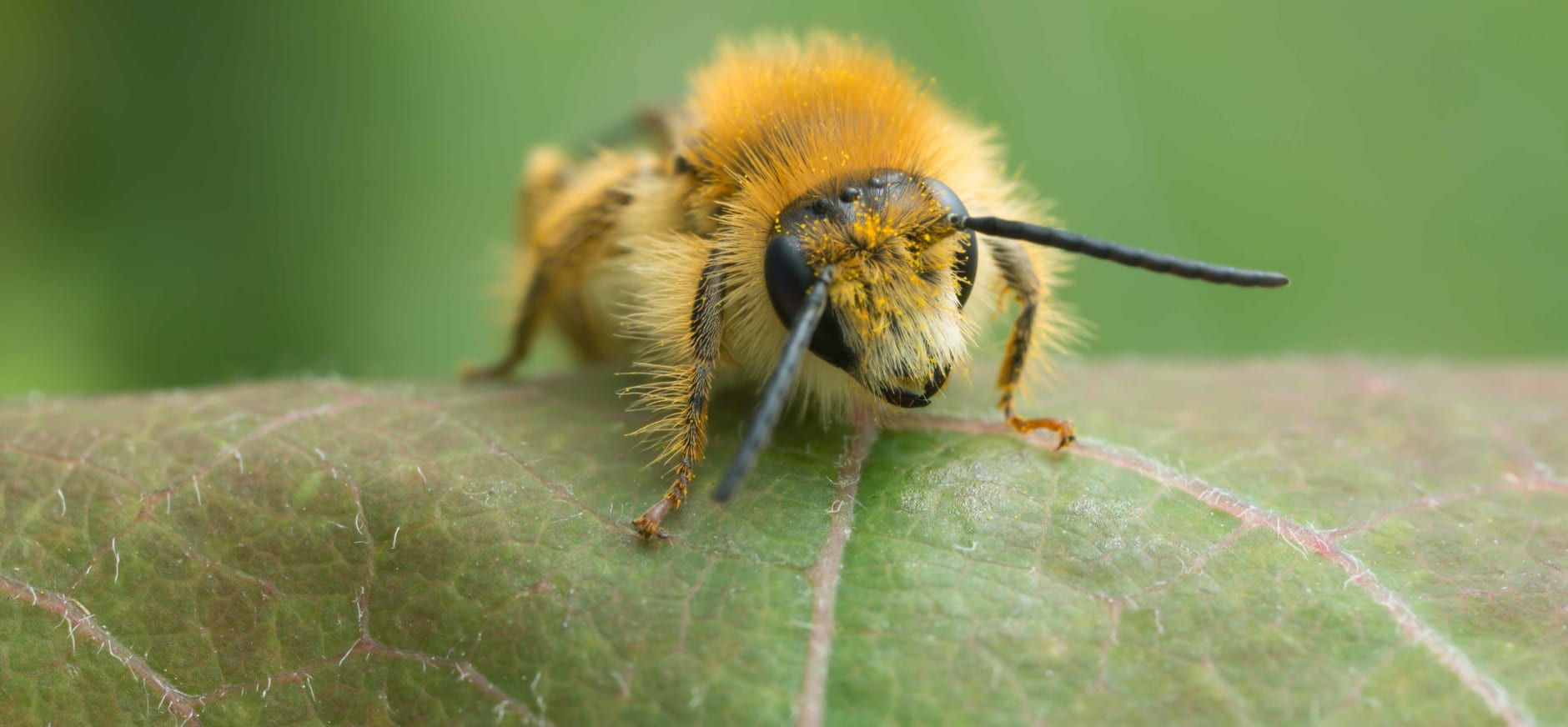 Lespakket wilde bij met bijenkaart | Natuurmonumenten