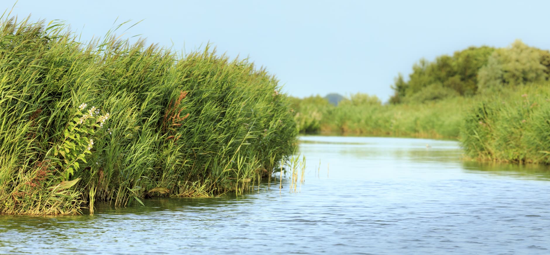 Nieuw leven in het veen - New LIFE for Dutch Fens | Natuurmonumenten