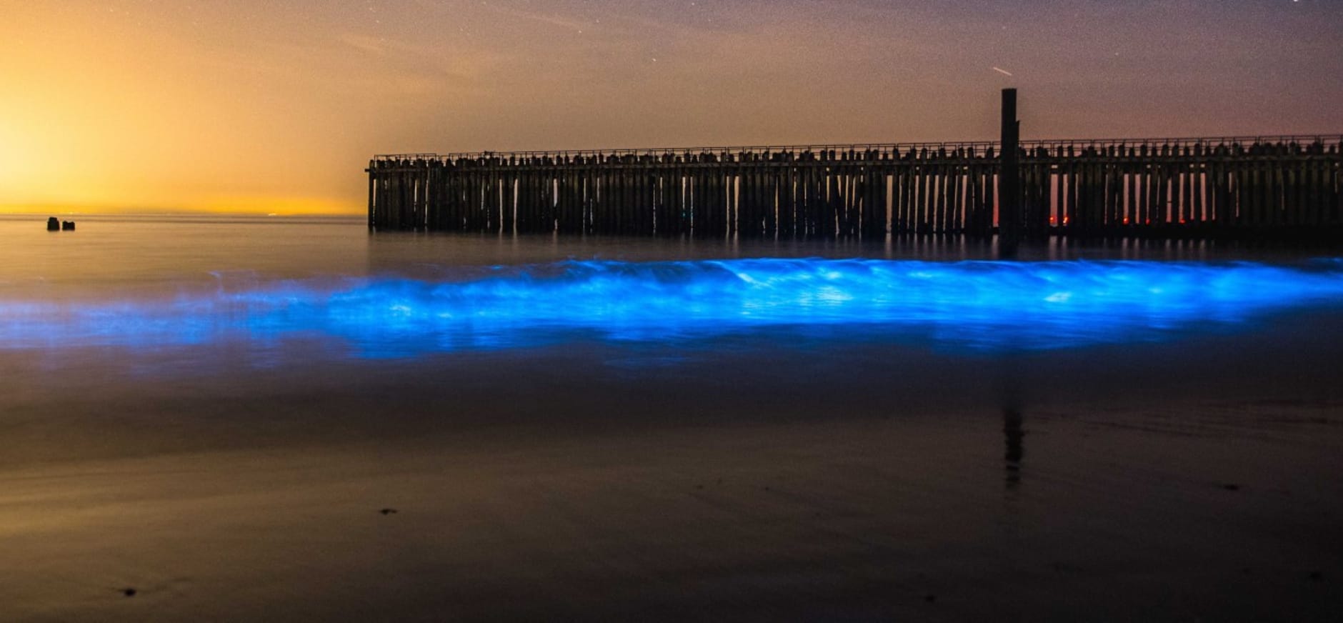 Zeevonk alert! Het zijn weer nachten voor zeevonk | Natuurmonumenten