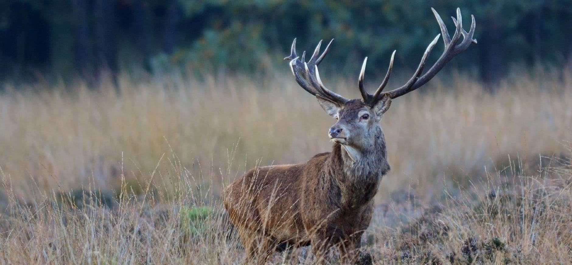 Edelhert | Natuurmonumenten