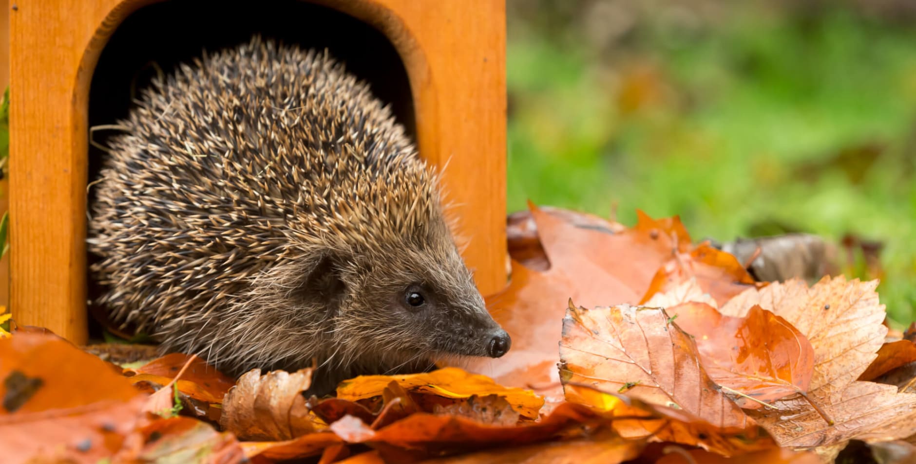 Red de egel! Ontvang het gratis egelhuispakket | Natuurmonumenten