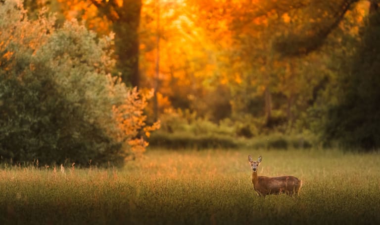 Huis ter Heide - Natuurgebied | Natuurmonumenten