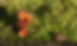 10x boomvruchten: kastanjes, eikels en beukennootjes | Natuurmonumenten