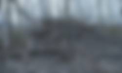 Bever | Natuurmonumenten