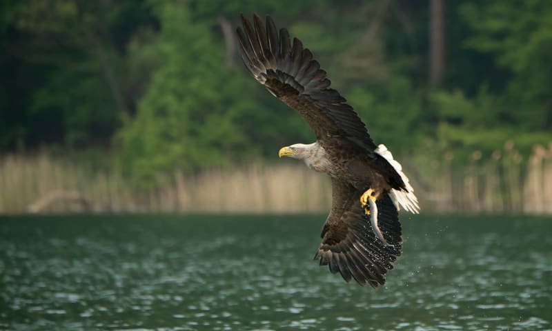 Paling | Natuurmonumenten