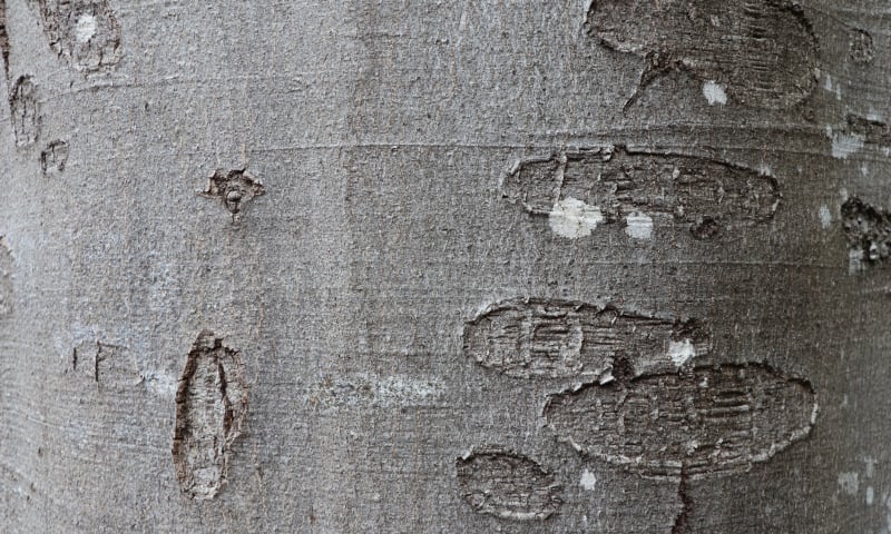 Bomen in de winter herkennen aan hun schors | Natuurmonumenten