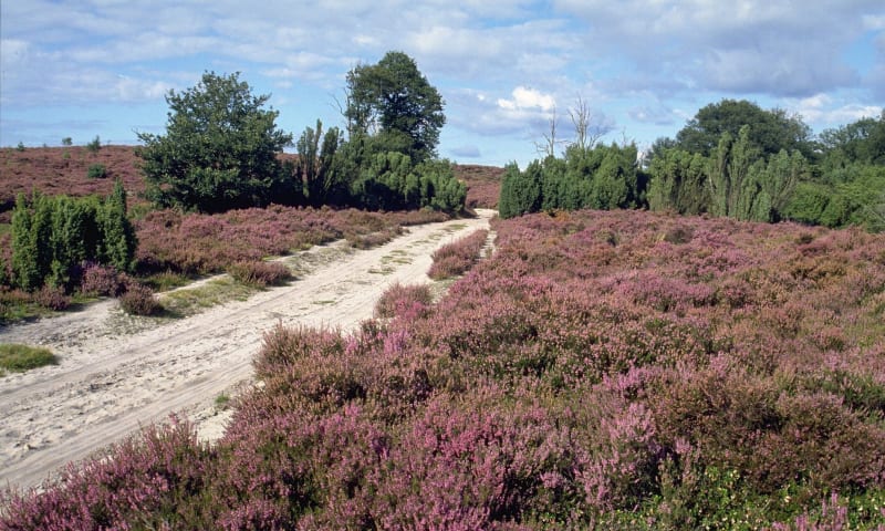Salland - Natuurgebied | Natuurmonumenten