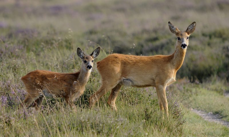 Ree | Natuurmonumenten
