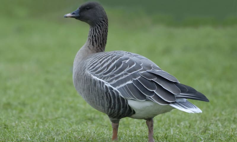 Column] Beestjes van De Bruin - Rietgans | Natuurmonumenten