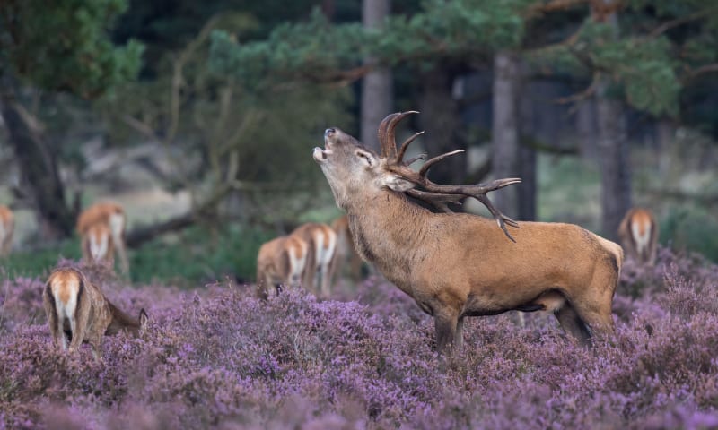 Top 10 dieren en planten op de heide | Natuurmonumenten