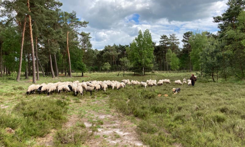 OERRR lammetjesdag Grote Veld | Natuurmonumenten