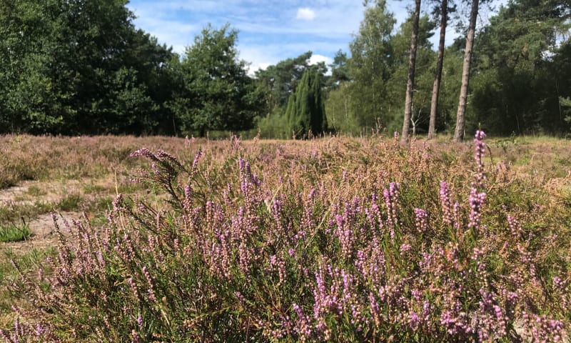 Heidebeheer Grote Veld | Natuurmonumenten
