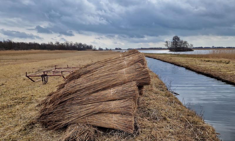 Gesneden riet levert prachtige beelden in de Nieuwkoopse Plassen op ...