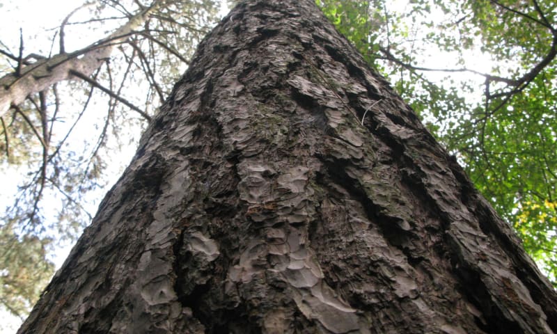 Werkzaamheden in het bos op Huis ter Heide | Natuurmonumenten