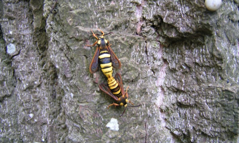 Hoornaar: de grootste wesp in Nederland | Natuurmonumenten