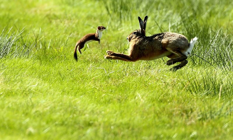 Hermelijn | Natuurmonumenten