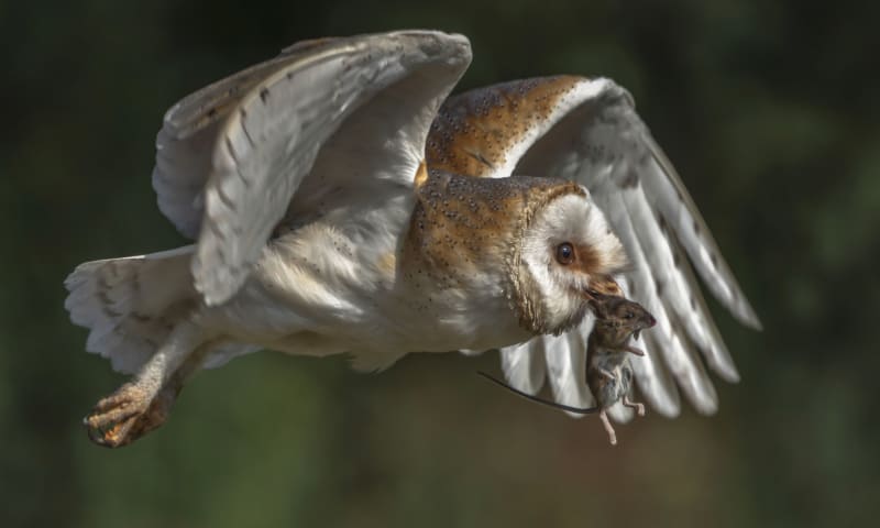 Kerkuil | Natuurmonumenten