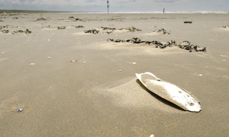 Top 10 Schelpen | Natuurmonumenten