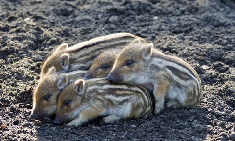 Bosdieren | Natuurmonumenten