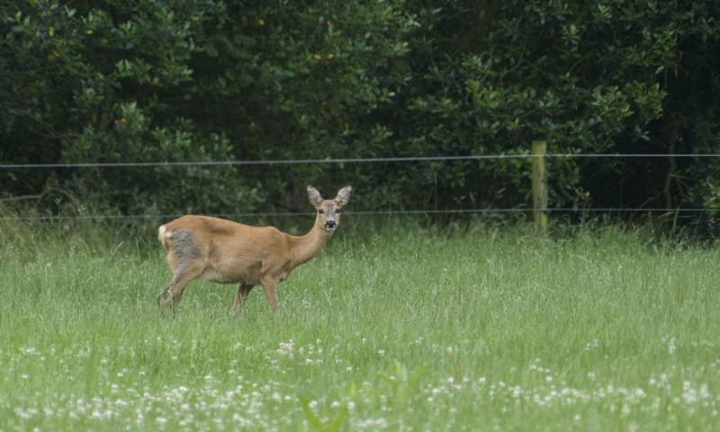 Met deze tips spot je meer reeën - hoe oud is deze geit? | Natuurmonumenten