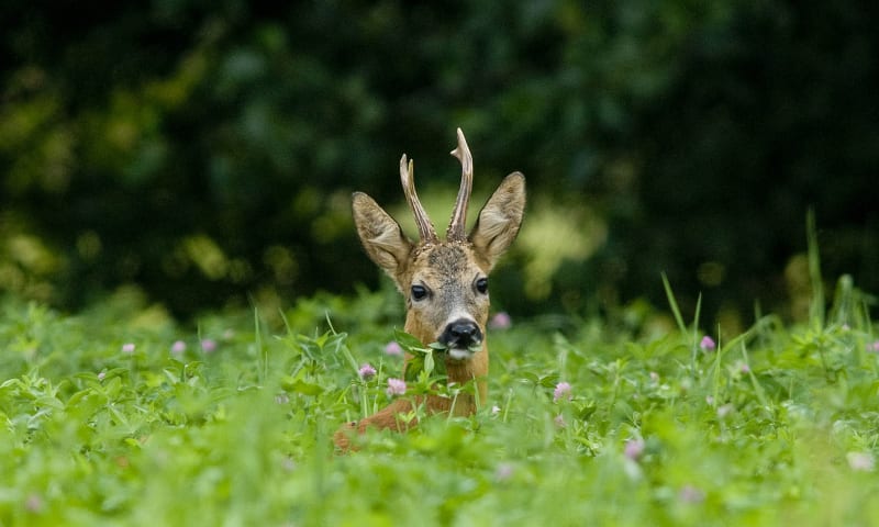 Met deze tips spot je meer reeën - leefwijze | Natuurmonumenten