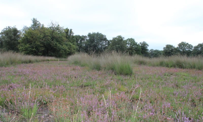 Vochtig heideveld met jeneverbessen op de Kampina krijgt laatste impuls ...