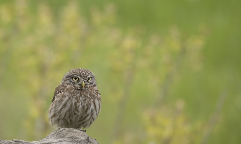 Nieuw onderkomen voor steenuil aan de Oude Bovendijk | Natuurmonumenten