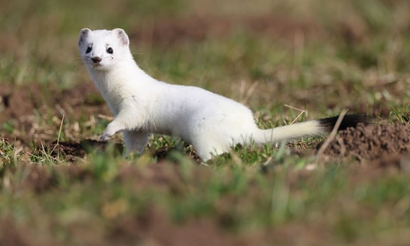 Hermelijn | Natuurmonumenten